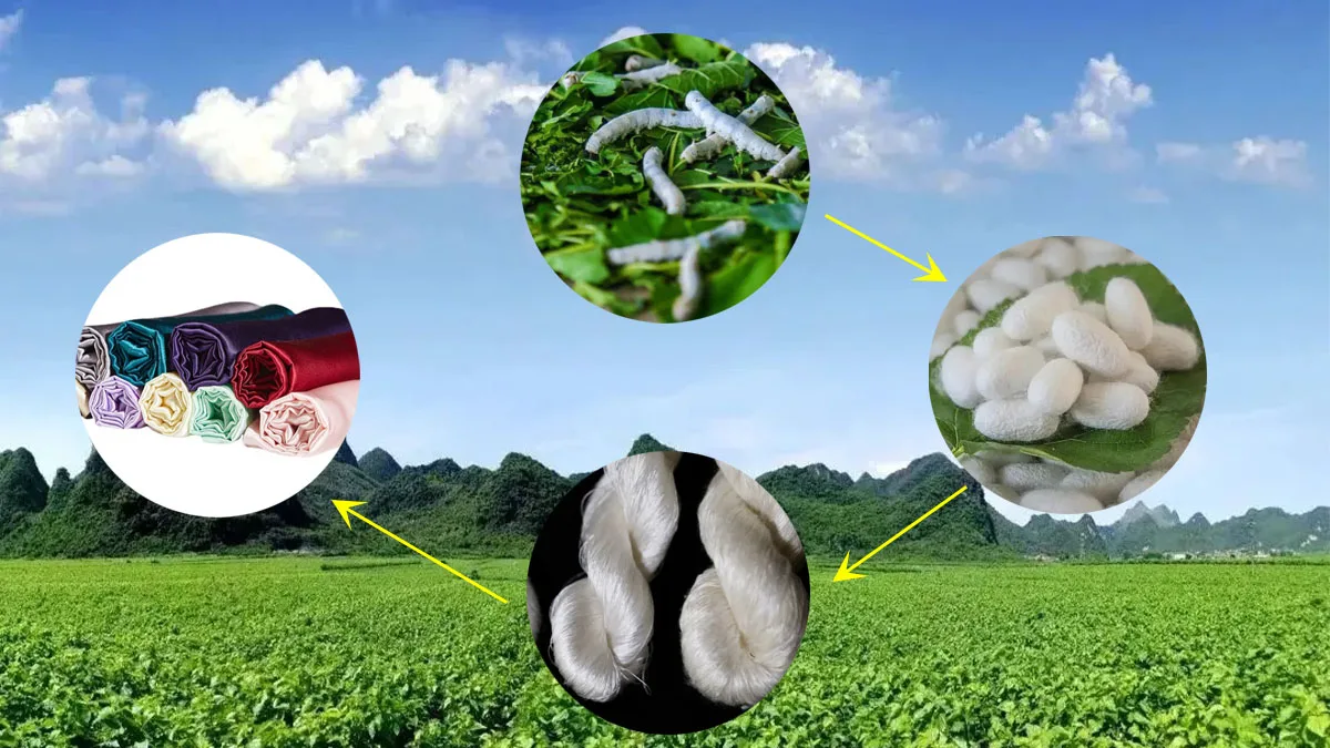 The Art of Mulberry Silk Production, From Silkworm Cocoon to Fabrics ...
